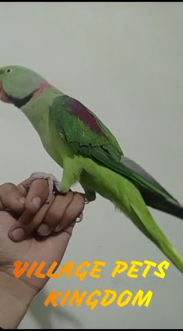 Hand Tamed Green Parrots 🦜🦜 | hand tame parrot | #shrots #viral # ...