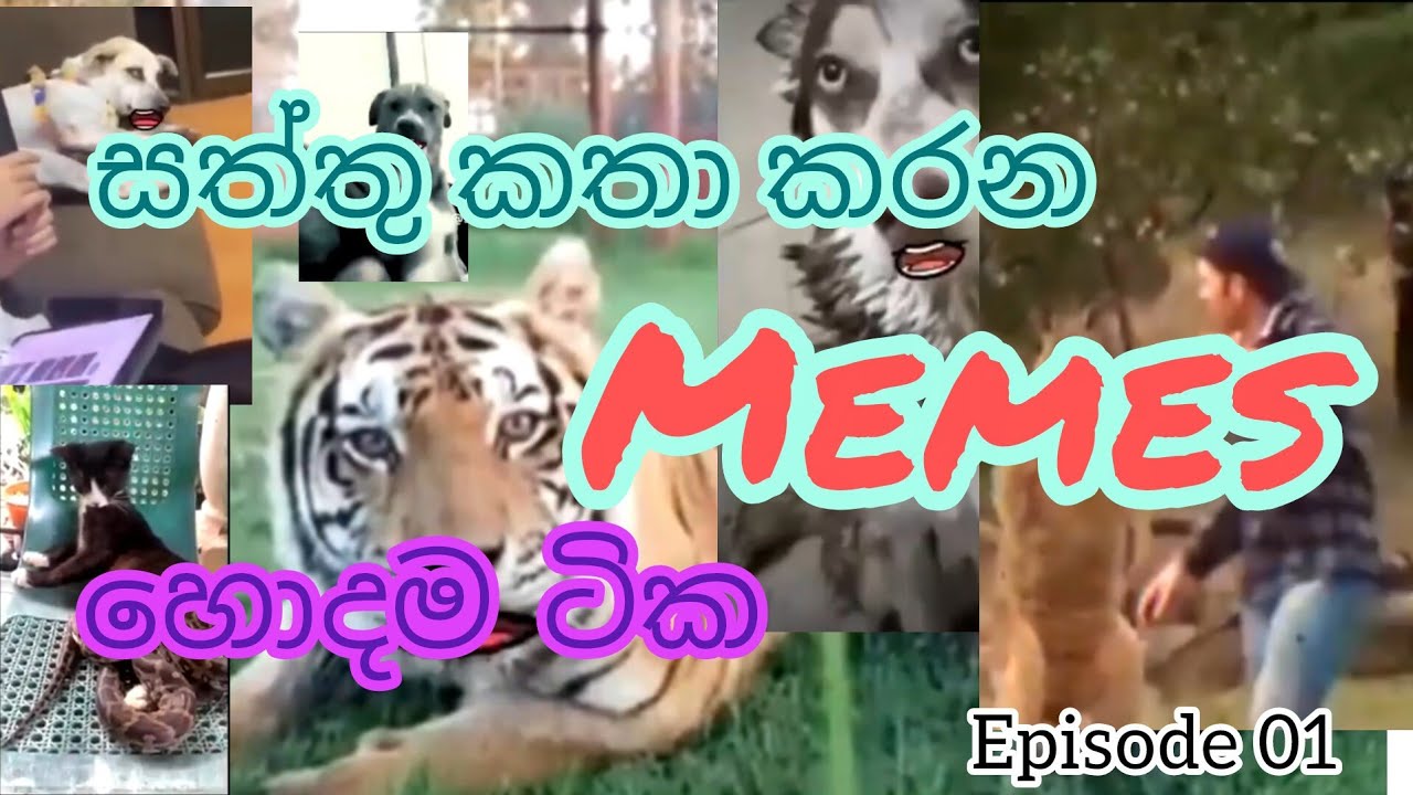 සත්තු කතා කරන හොදම ආතල් |Episode 01 |Animal Meme | Sl Animal Memes |SL ...