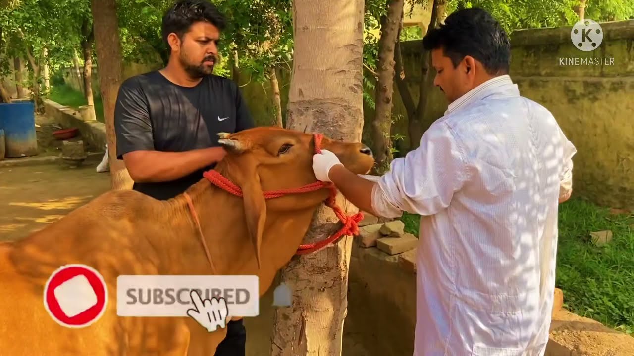 Impaction of rumen in cow l Tympany l Bloat l ग़ोबर का बंद l अफारा l Dr ...