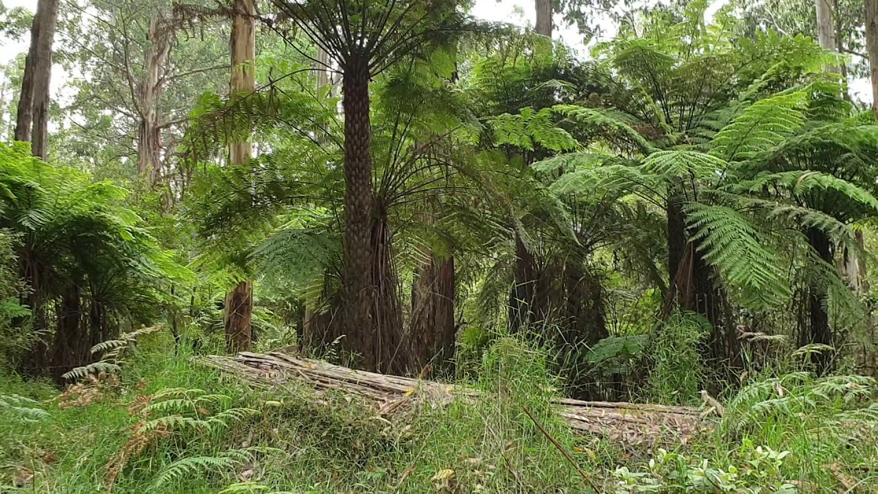 A Summer Rain forest breeze & sounds of Australian Bush. Far from the ...