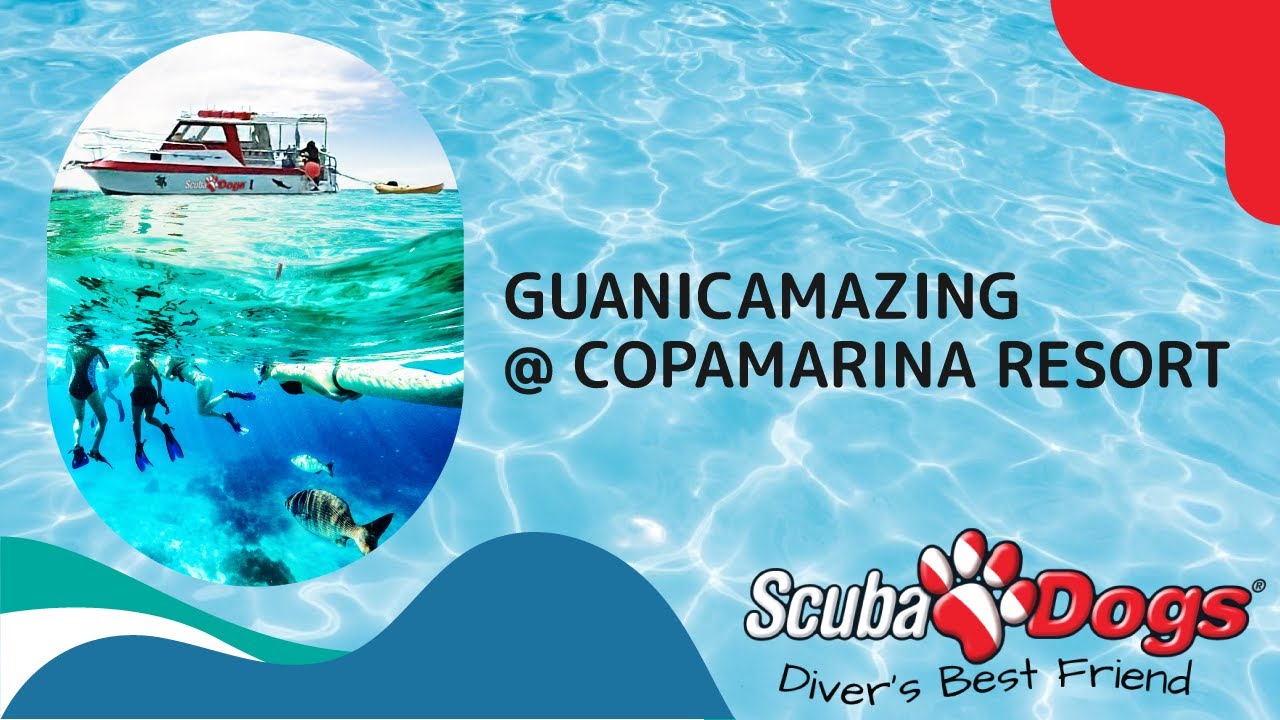 Scuba Dogs - Guanicamazing - Copamarina Resort & Spa @ Guanica - YouTube