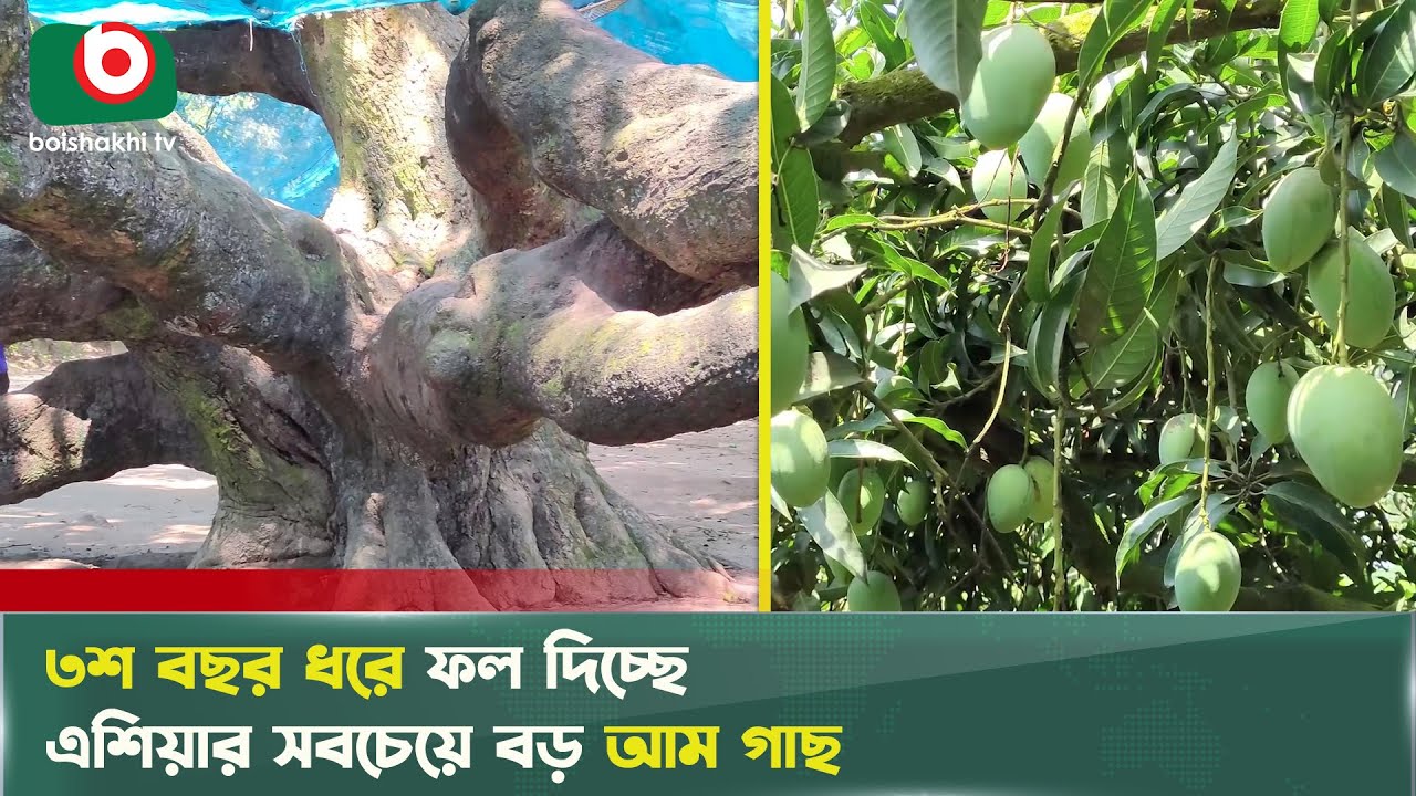 আম গাছ নয় যেন সমুদ্রের ঢেউ | Thakurgaon | Largest Mango Tree ...