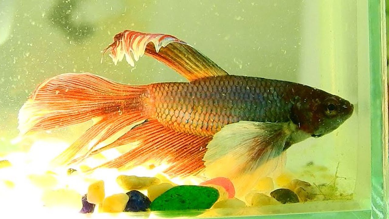 The Complete Betta Fish Life Cycle in 3 Minutes - YouTube