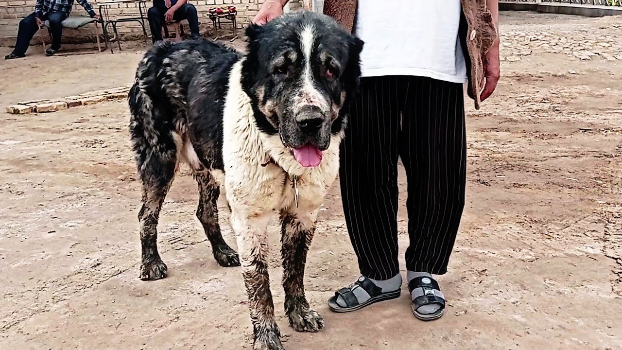 aboriginal Turkmen alabai, shepherd dog/ отарный туркменски алабай ...