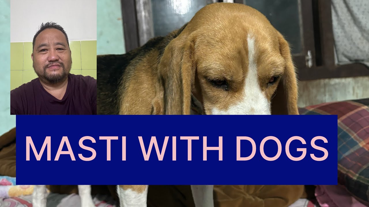 MASTI WITH DOGS // My real friends// #doglovers - YouTube