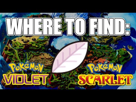 White Herb Location - Pokemon Scarlet & Violet - YouTube