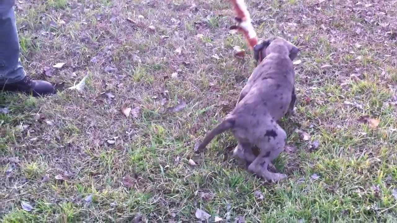 Male Bandog Mastiff Puppy 12 weeks - YouTube
