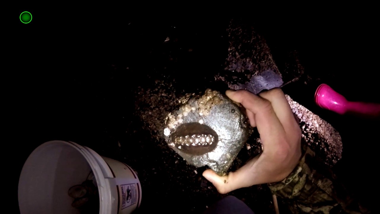 Beach Combing at Night in Alaska - YouTube