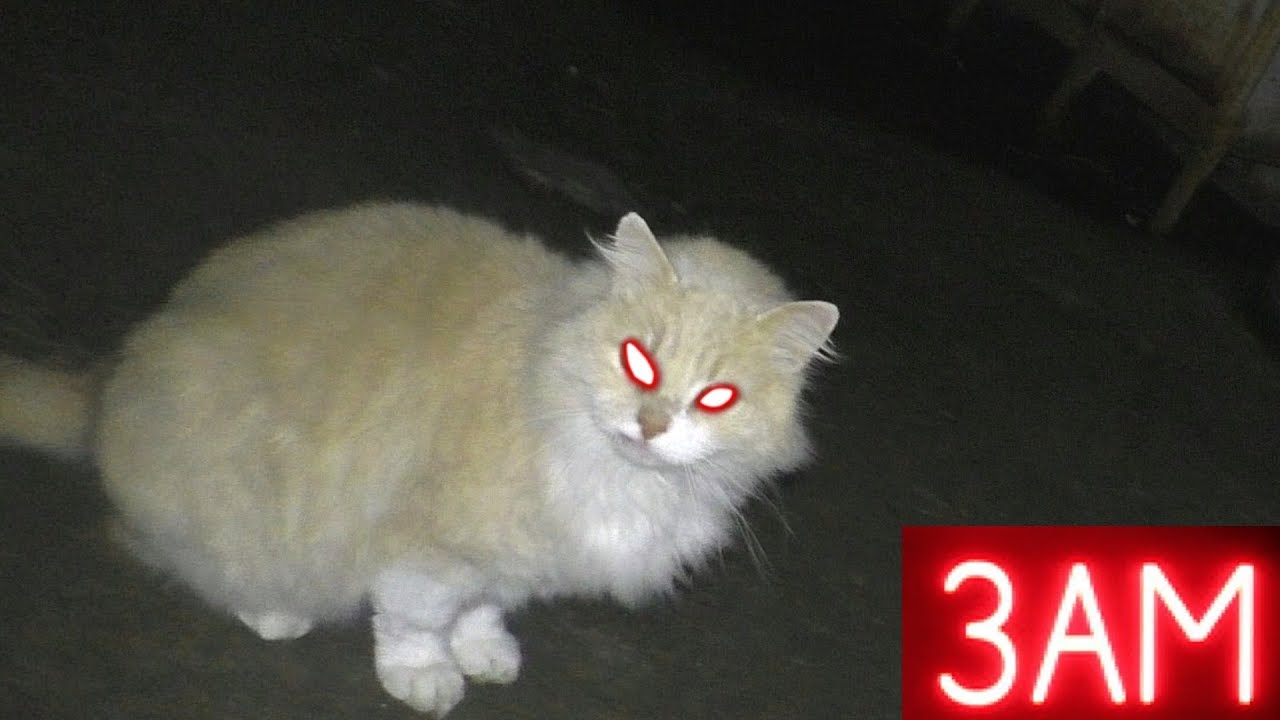What Happens When You Meet A Cat At 3am Unexpected YouTube What Happens When You Meet A Cat At 3am Unexpected YouTube