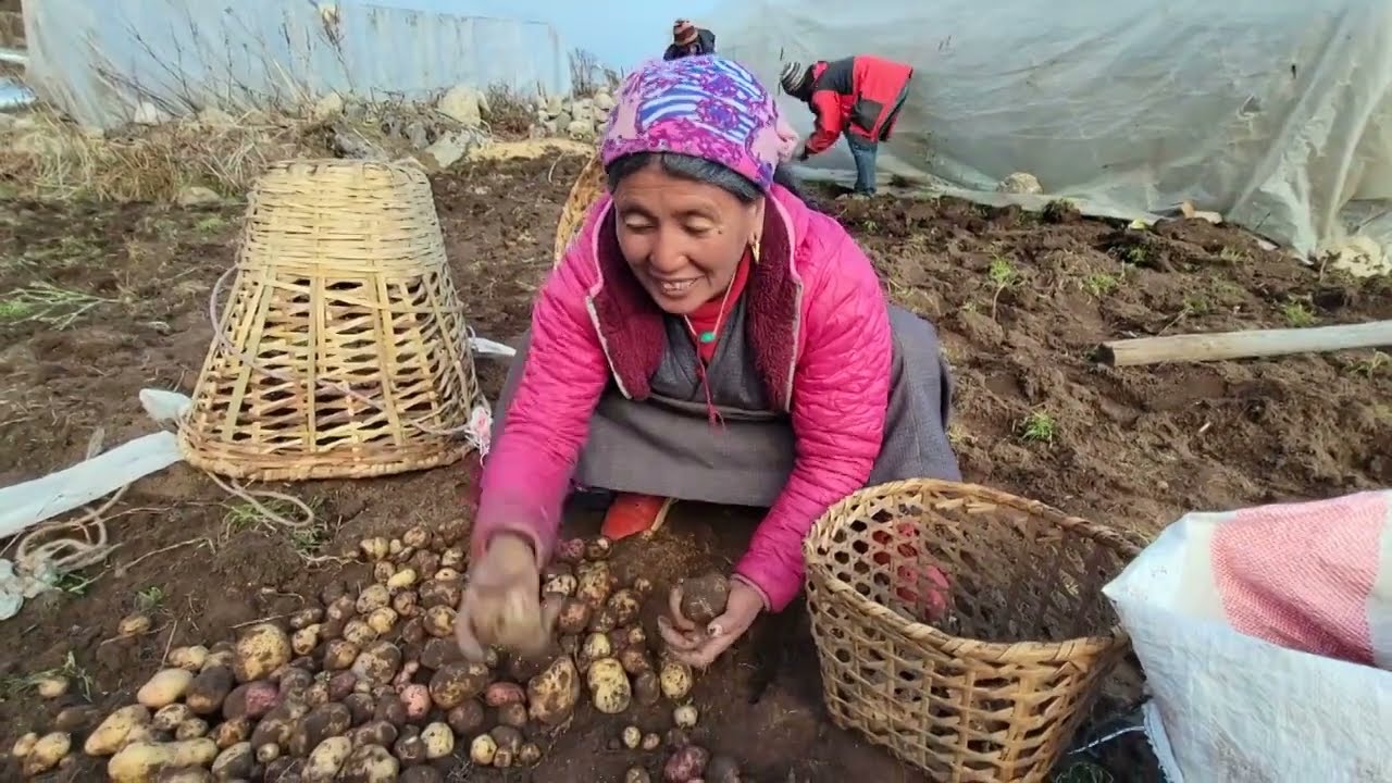 Crafting Himalayan Goodness: The Art of Yak Cheese Making in Nepal ...