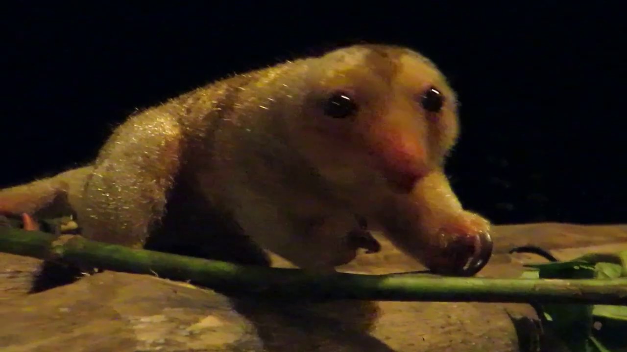 Pygmy Anteater decides to leave - YouTube