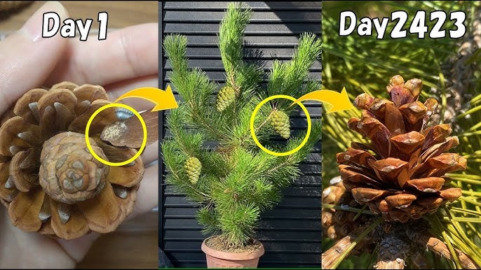 Pine Nuts Growing Insturctions | Pinus monophylla | Pinus edulis