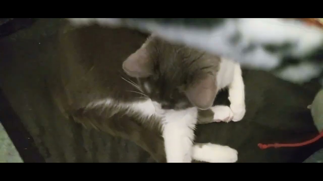 Glad This Goofy Cat is Finally Using This - YouTube