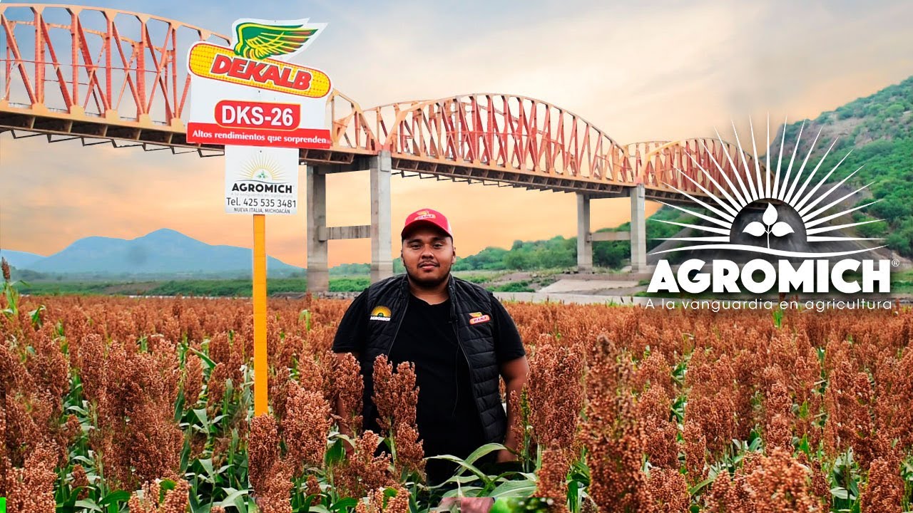 Sorgo DKS-26 excelente híbrido disponible en #AGROMICH - YouTube