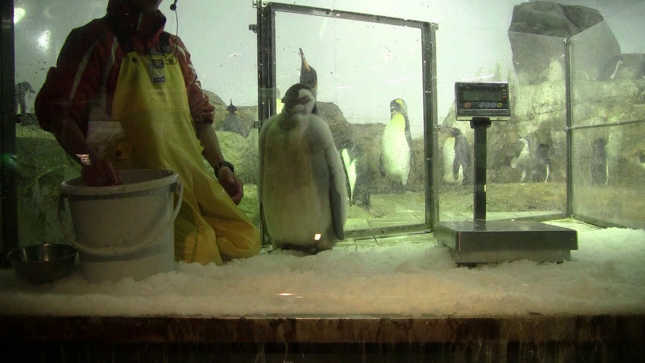 #2-21 Jan 2018 Emperor penguin at Adventure world, Japan - YouTube