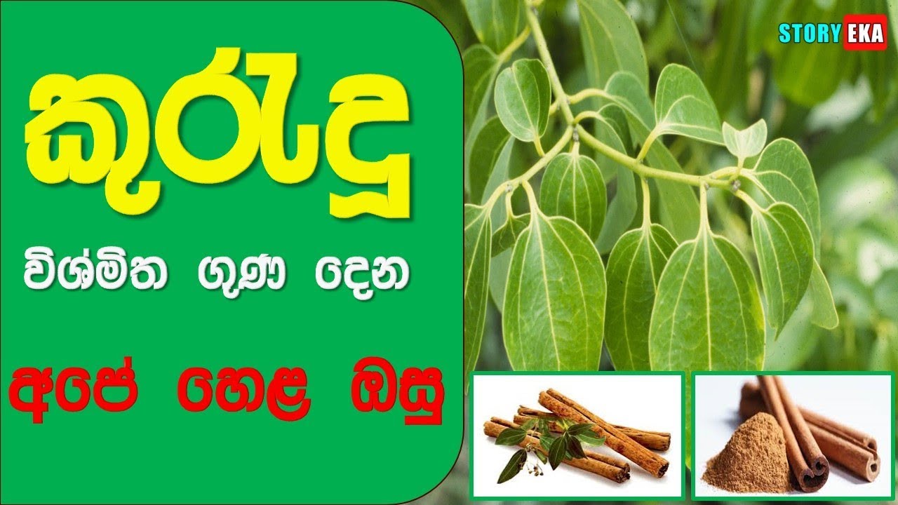Kurudu | Cinnamomum Zeylanicum sinhala | Story Eka - YouTube