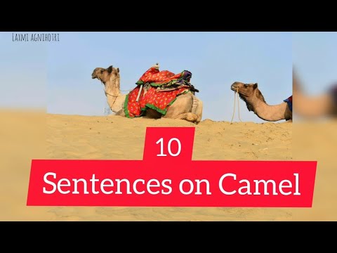 10 Sentences on Camel , easy lines on camels for kids ,Few lines about ...