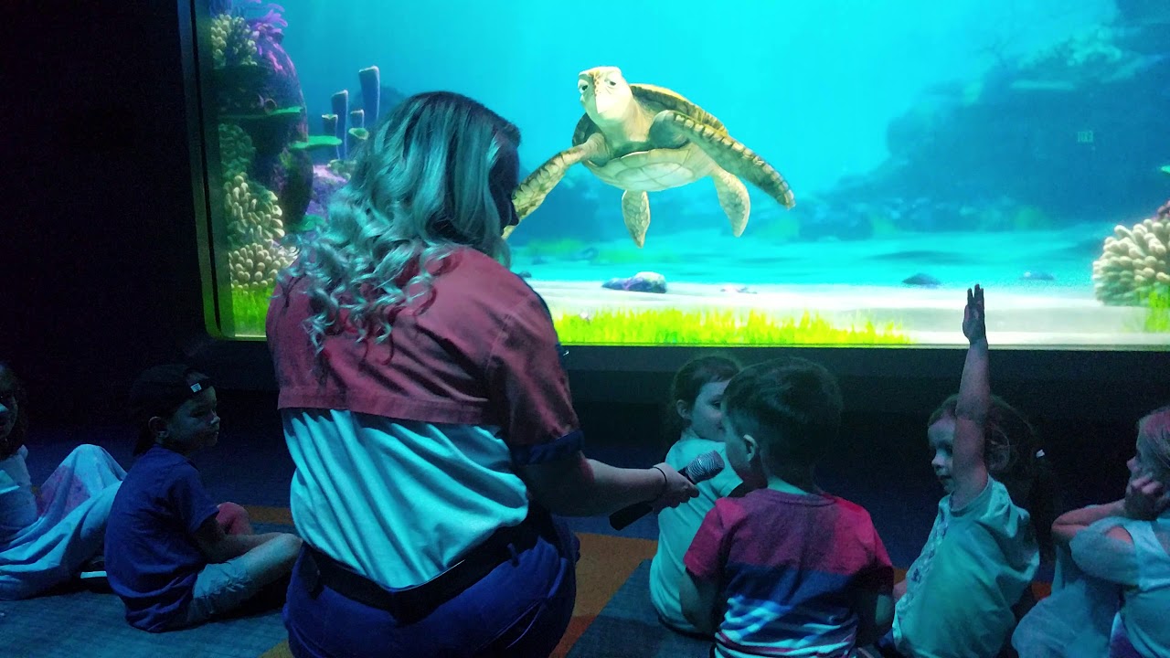 Turtle Talk with Crush at Epcot - YouTube