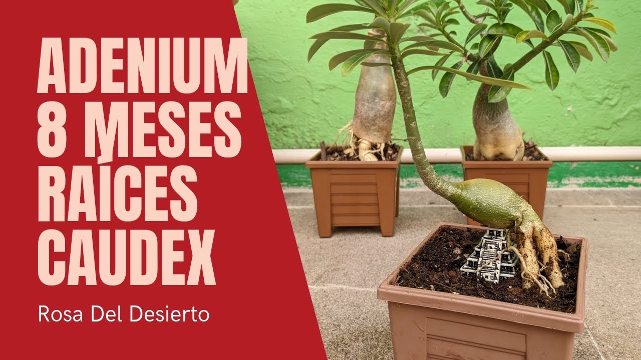 Forma de caudex en tu Rosa del Desierto. Evaluación de raíces #adenium ...