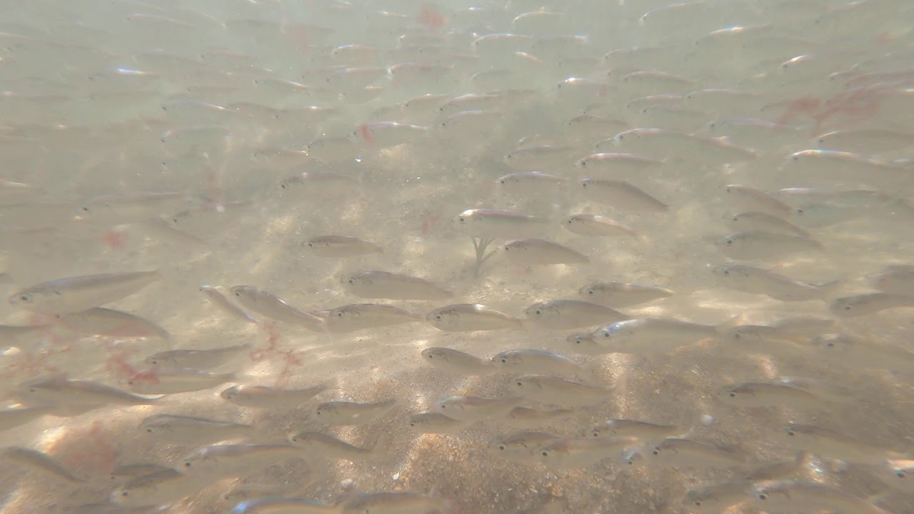 Bait Fish in Cape Cod - YouTube