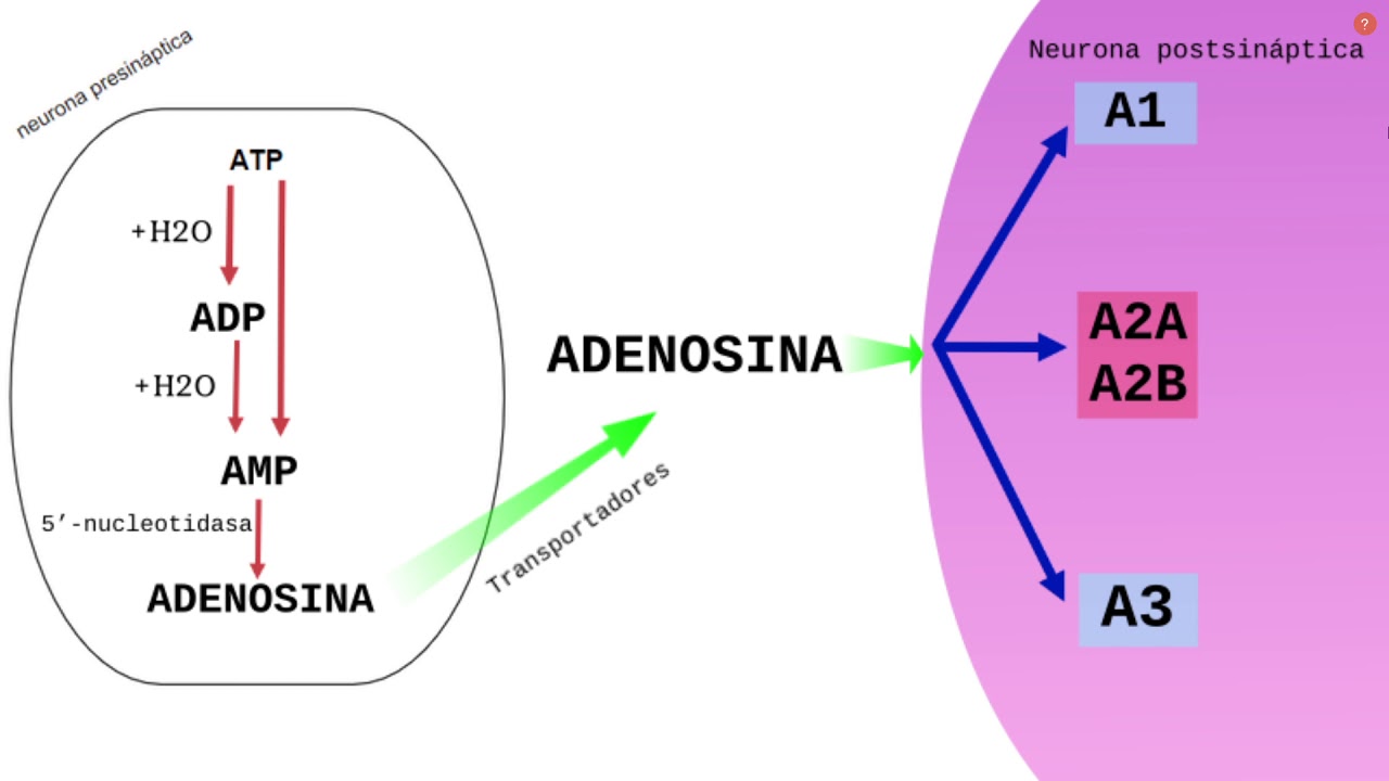 Adenosina Mecanismo De Ação - BRAINCP