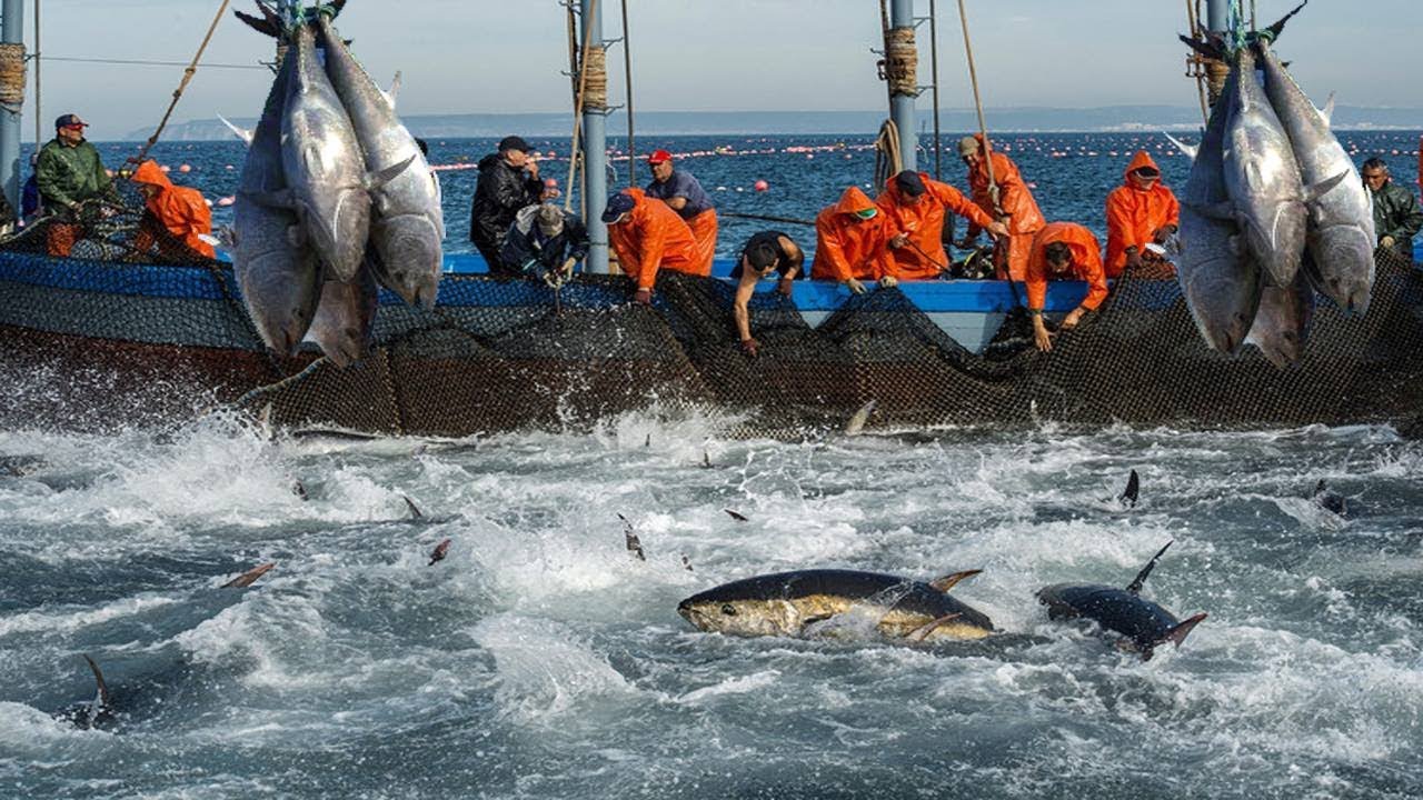 Commercial Havest Giant Bluefin Tuna - Cutting, Cleaning, Tuna ...
