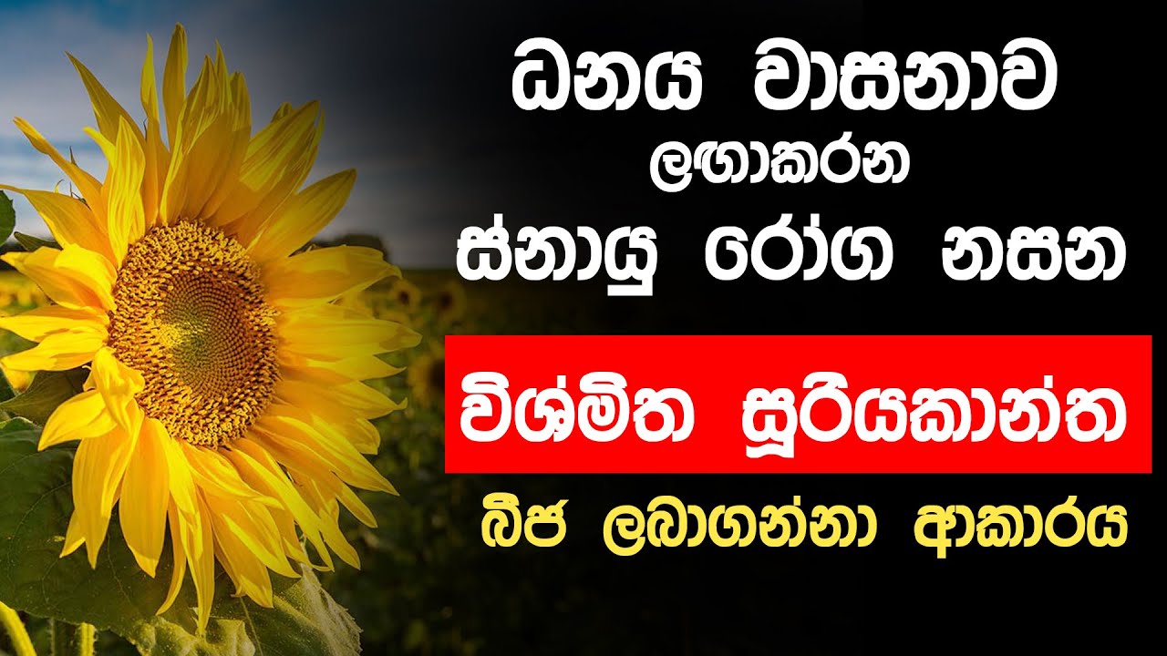 Sunflower seeds | suriyakantha biija | money atraction | horascope ...