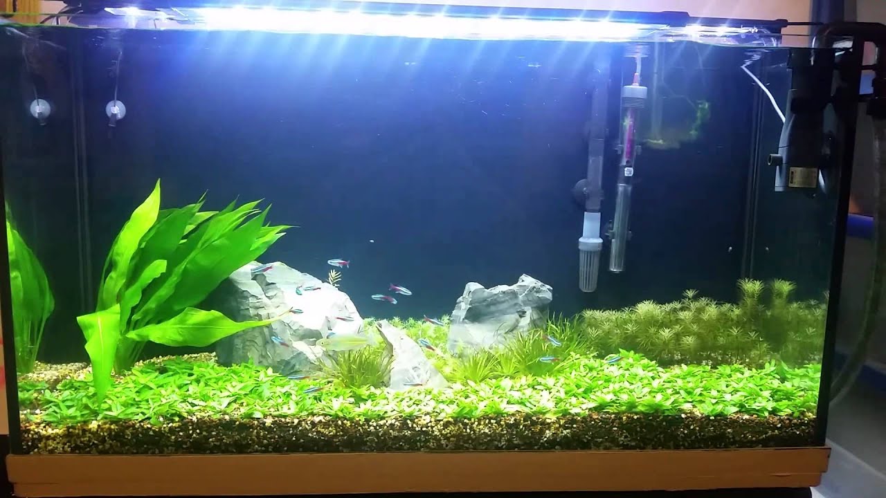 Fresh water planted tank - YouTube