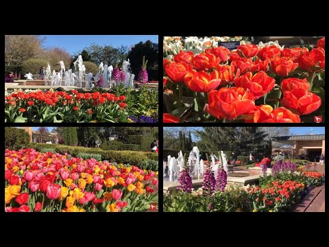 WATER FOUNTAIN BEAUTIFUL FLOWERS CHICAGO 2022