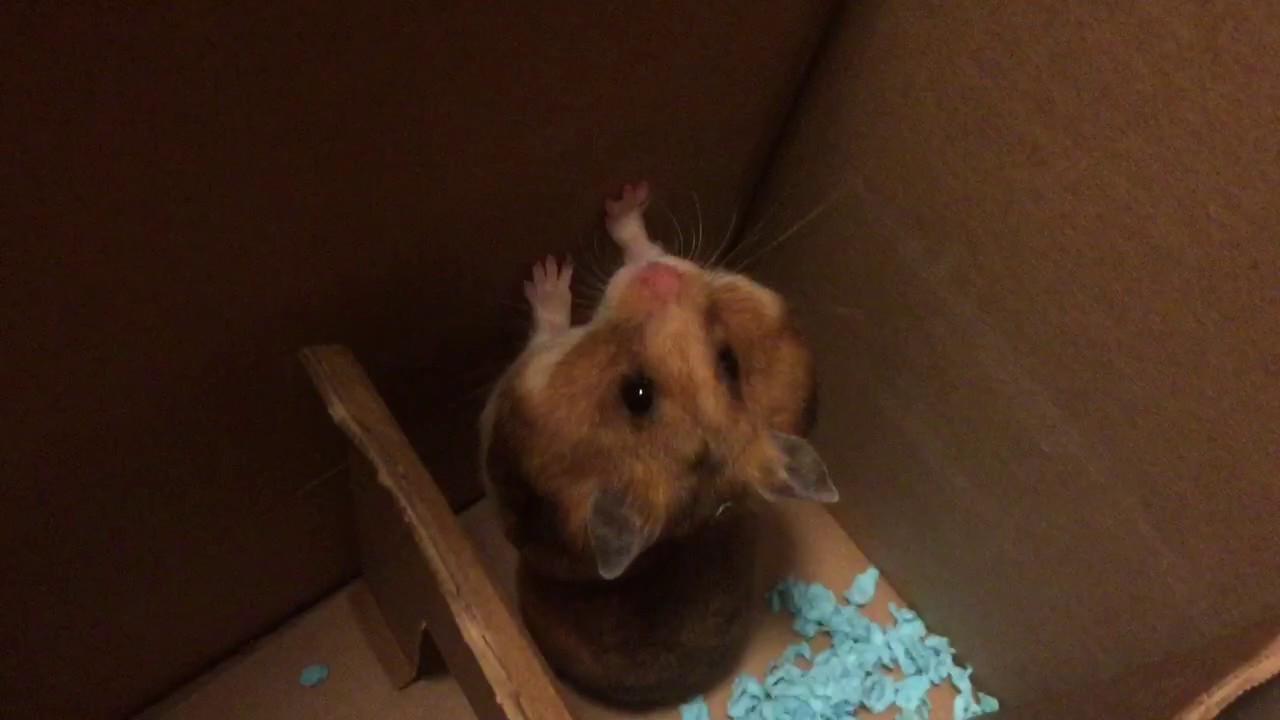 American Hamster Warriors - YouTube