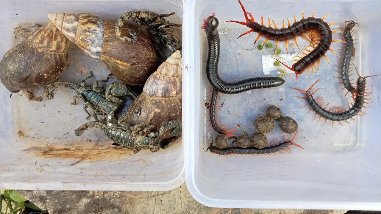 a giant millipede and a colony of centipedes, scorpions,giant pill ...