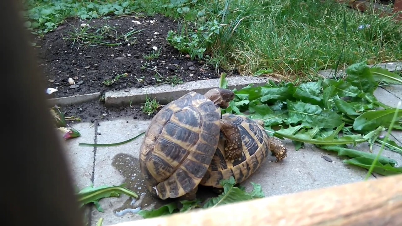 Hermann's tortoises mating - YouTube