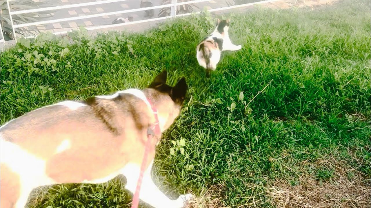 Friendly Akita Explores Cat Territory - Mice Wars Begin # ...