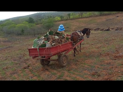 VEJA O COTIDIANO DE BEBETO E PETRUCO ALIMENTANDO AS VACAS 