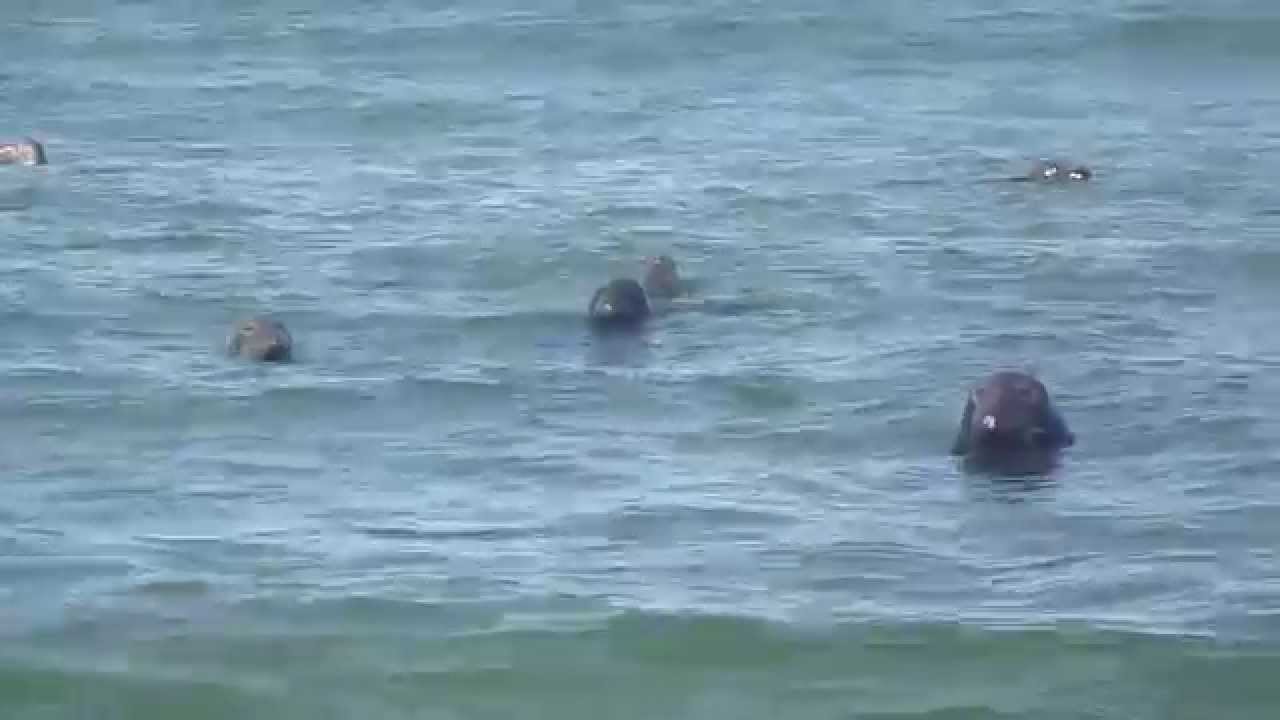 Cape Cod Seals - YouTube