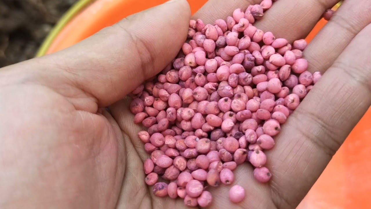 PROSES PENANAMAN SORGUM BIOGUMA 2, SOLUSI HIJAUAN PAKAN TERNAK UNTUK ...