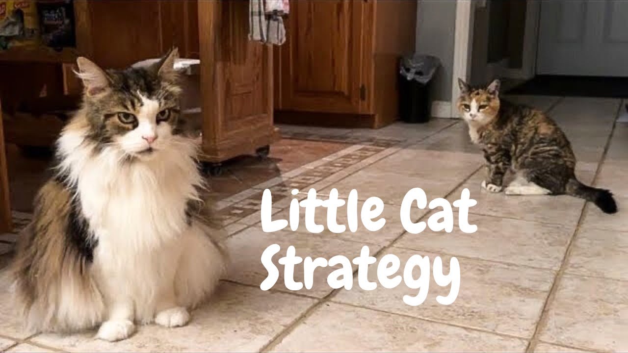 Miss Muffy Keeps Luna in her Sights 😳 Tiny Senior Cat Tip for Living ...