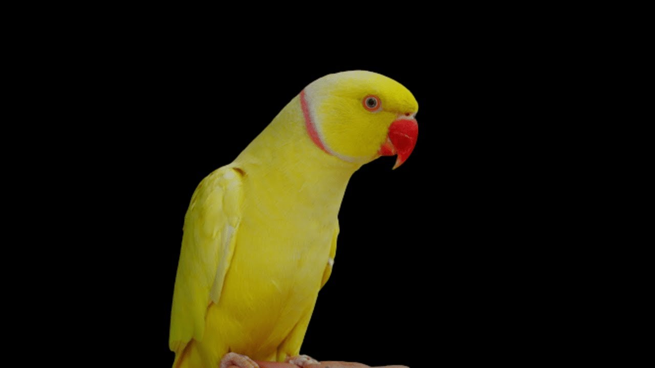 Ring Neck Talking Parrot - YouTube