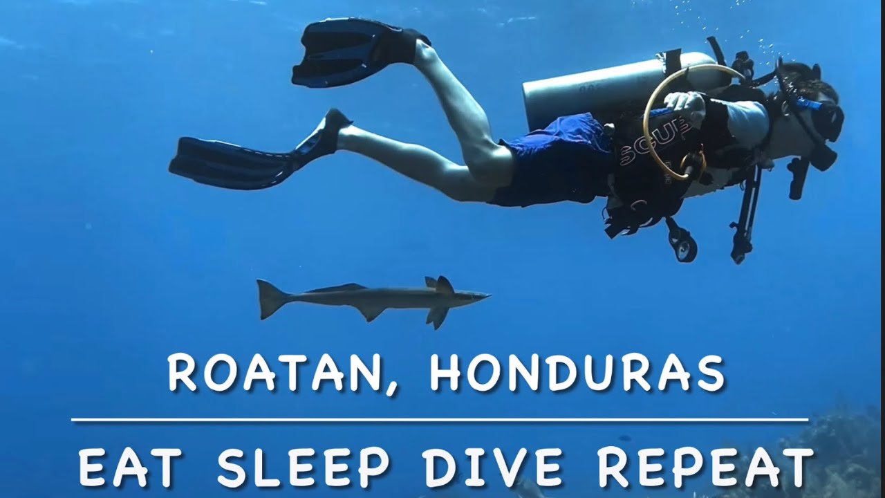 Roatan, my love! EAT. SLEEP. DIVE. REPEAT. - YouTube