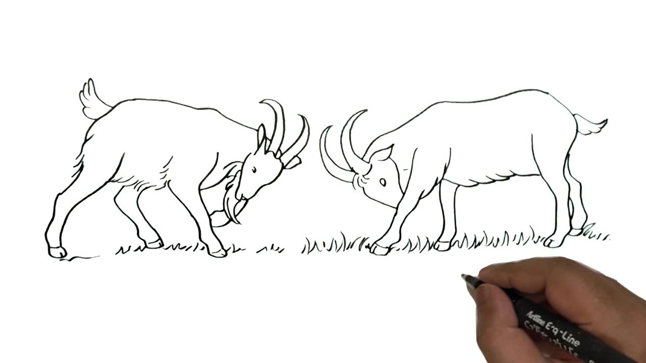 How to draw Goat Fighting. Goat Fighting Line Drawing. - YouTube