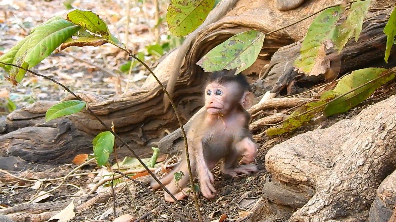 Very Attractive Newborn baby When Mom Let Baby Walking On The Ground ...