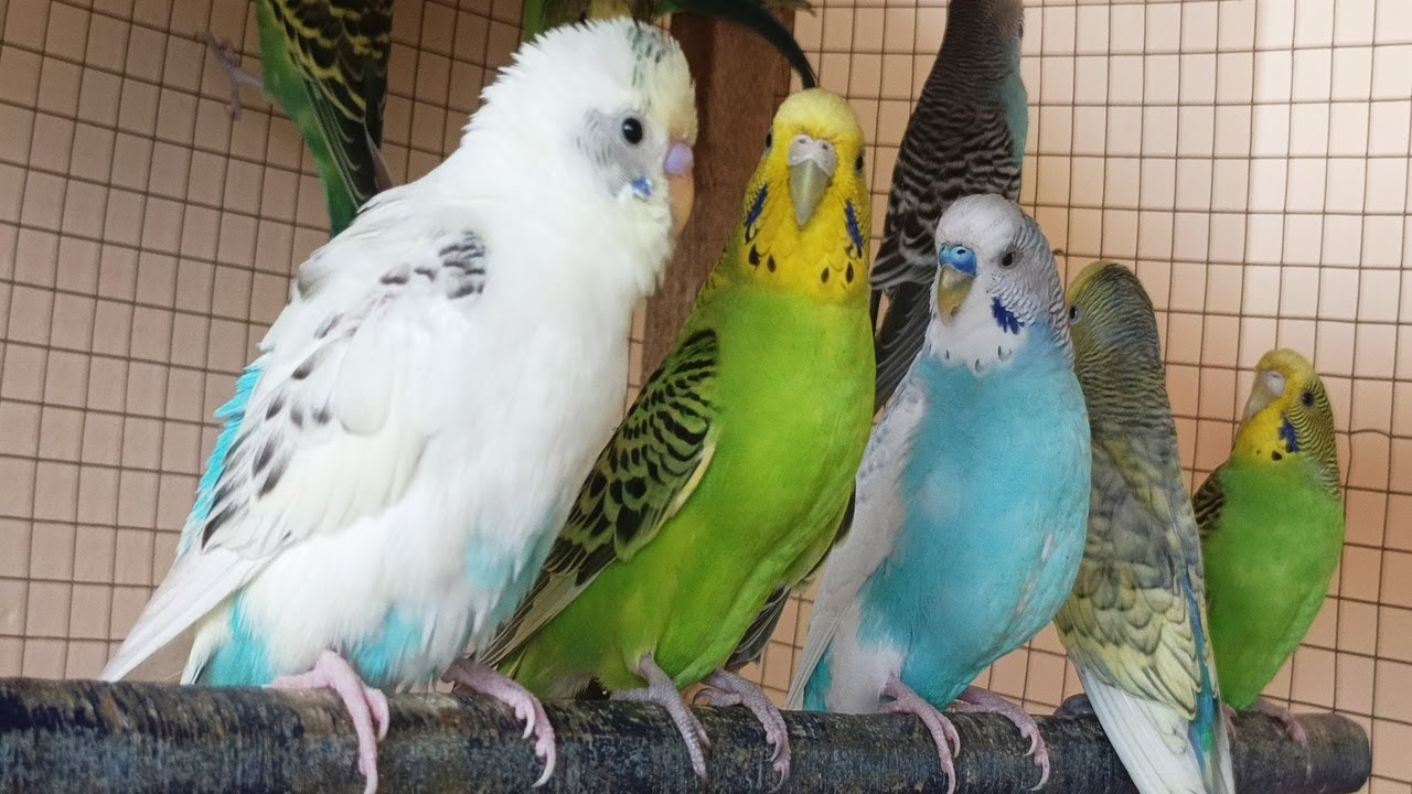 10 hr Parakeet Happiness in Sound | Happy Chirping Birds for Your Day ...