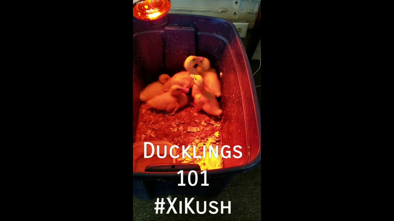 Ducklings 101 - YouTube
