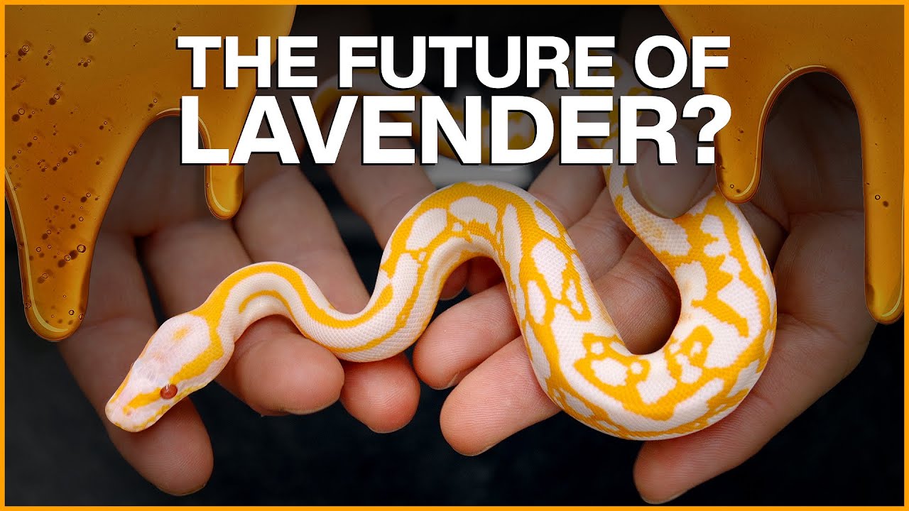 HONEYCOMB — The Future of Lavender?? | #Hetflix 170 - YouTube