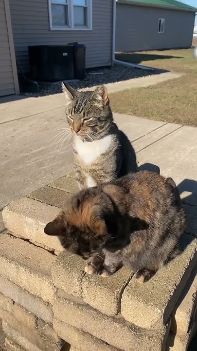 Tabby Cat Starts Trouble Then Acts Innocent 🐈 Tabbycat Barncat Cat Tortoiseshellcat Youtube