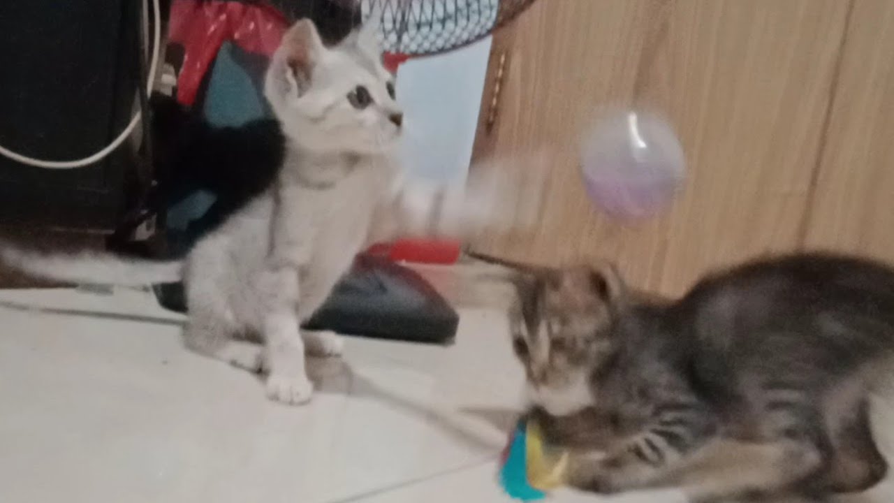 Funny Kittens playing with toys so cheerfully - YouTube