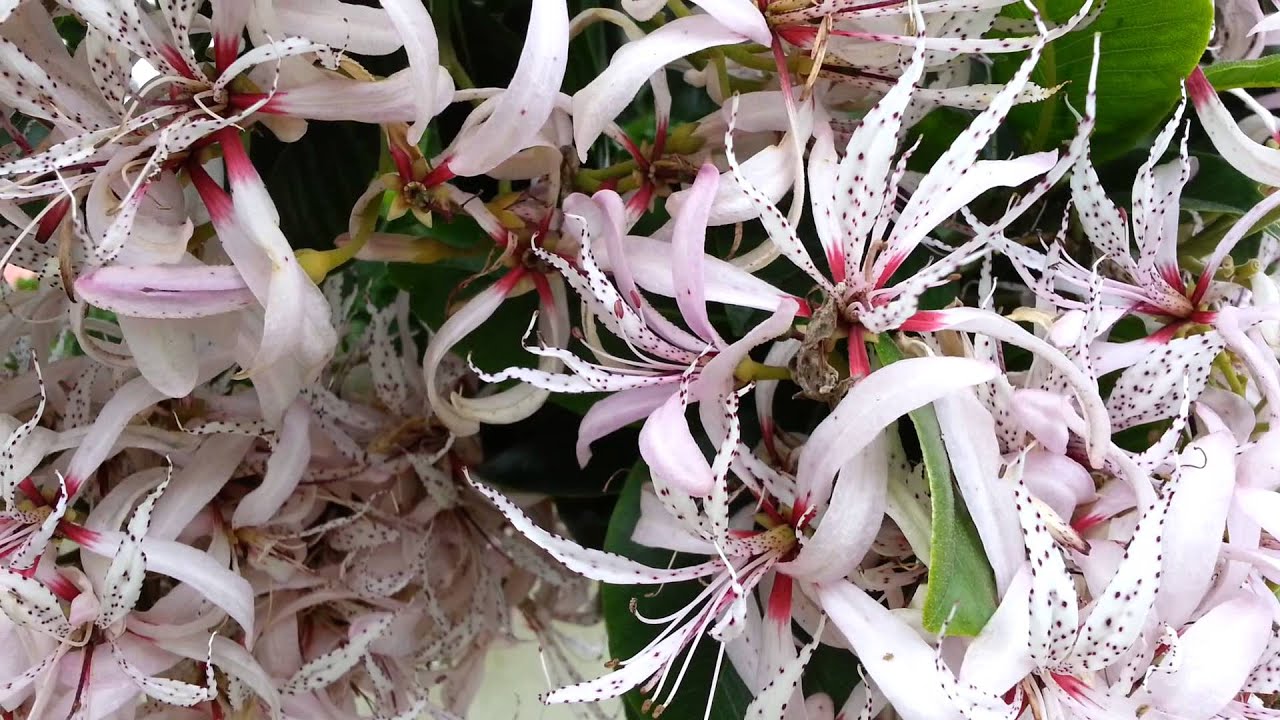 Calodendrum Capense - Cape Chestnut tree HD 02 - YouTube