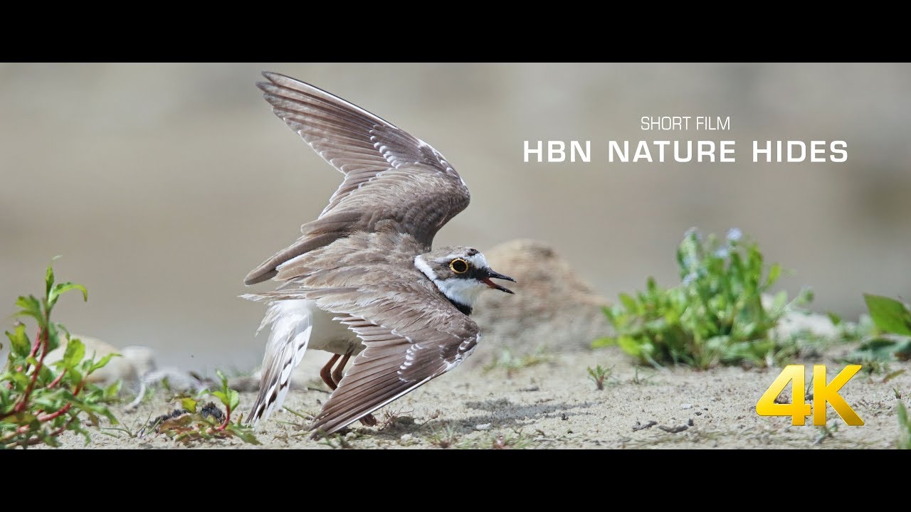 HBN Nature Hide - short film 4K - YouTube
