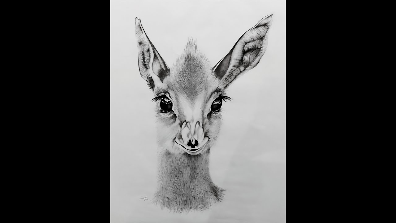 How to draw a Dik-Dik with charcoal pencil - YouTube