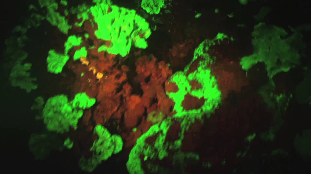What is biofluorescence? - YouTube
